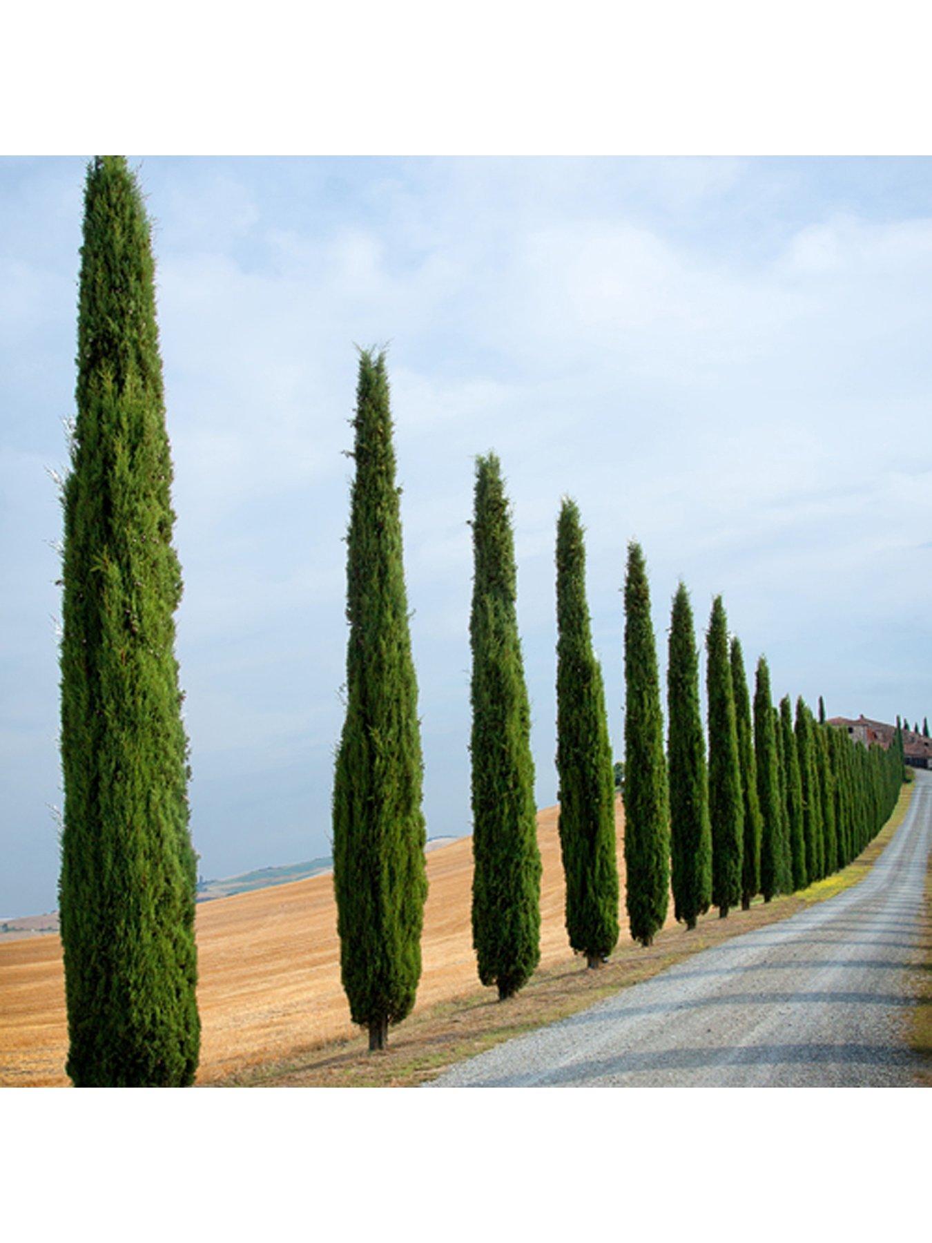 You Garden Pair Of Italian Cypress Trees 0.6-0.9m Tall | littlewoods.com