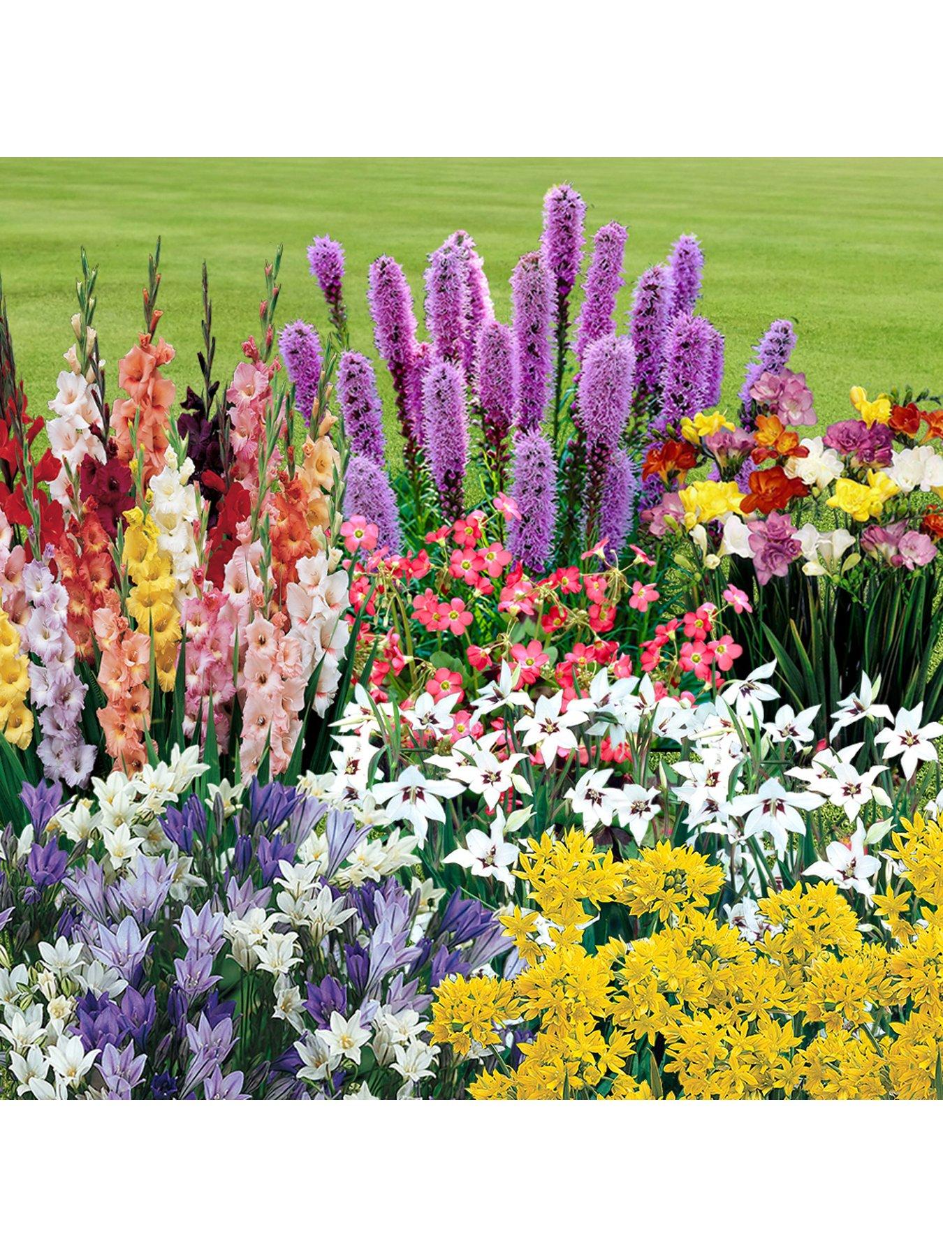 You Garden 300 Summer Bulb Collection 7 Varieties | Littlewoods