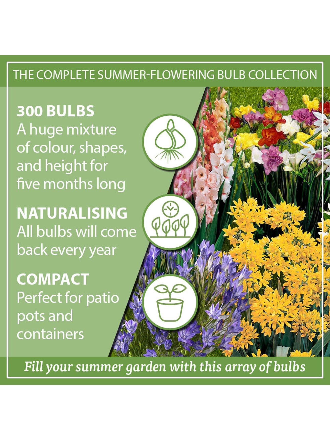 You Garden 300 Summer Bulb Collection 7 Varieties | Littlewoods