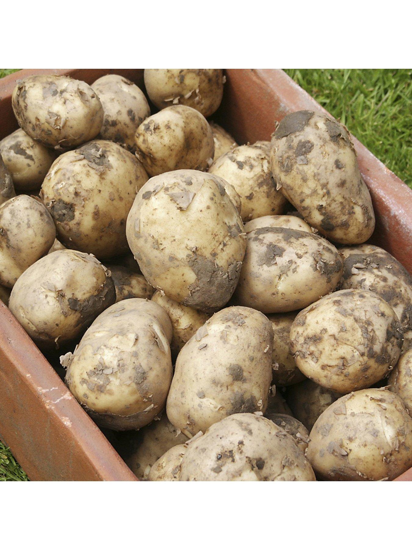 You Garden Complete Patio Potato Growing Kit | Littlewoods