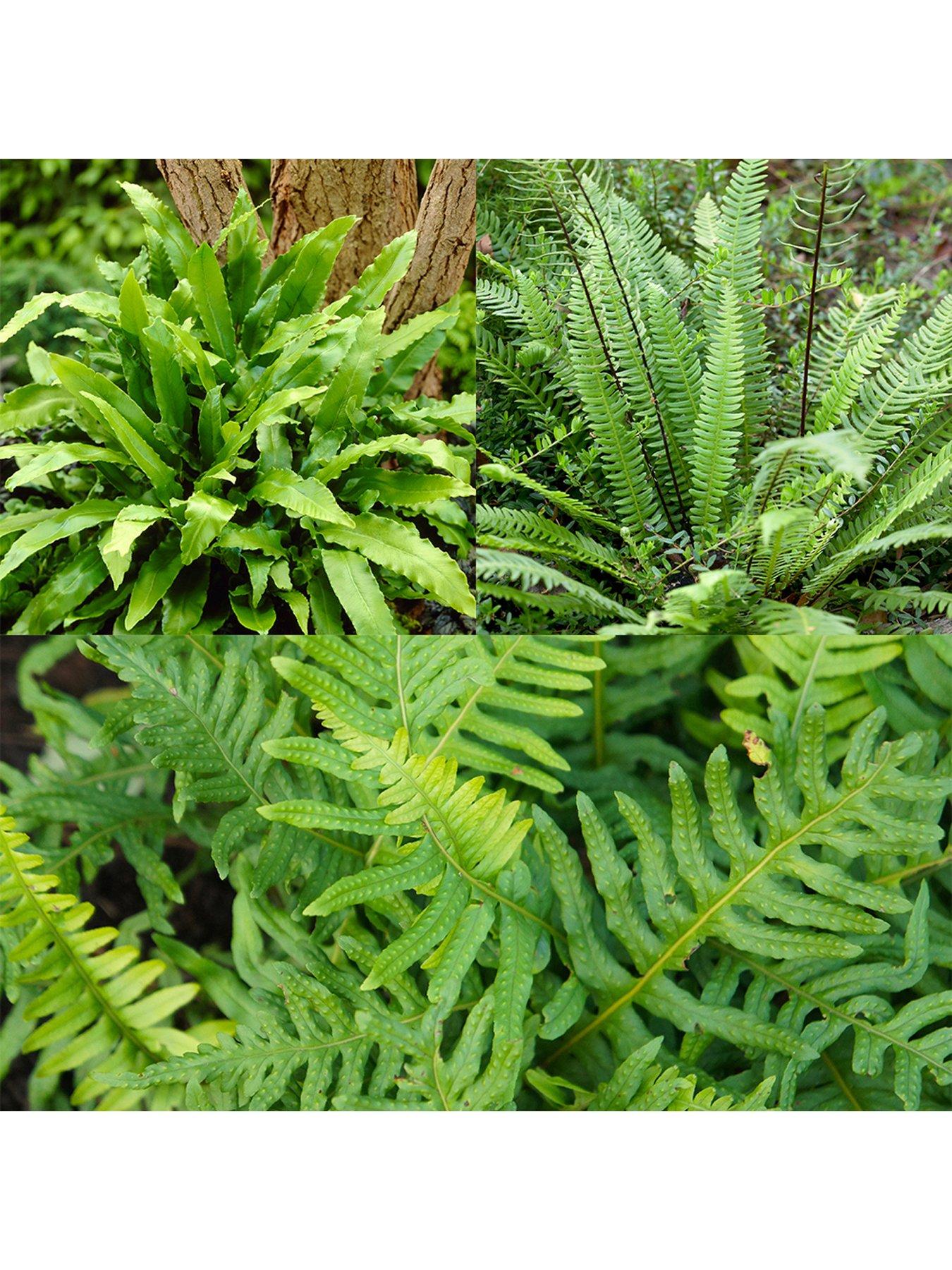 You Garden Evergreen Hardy Fern Collection 3 x 9cm Potted Plants ...