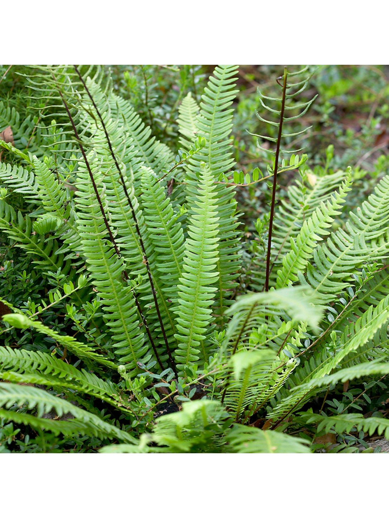 You Garden Evergreen Hardy Fern Collection 3 x 9cm Potted Plants ...