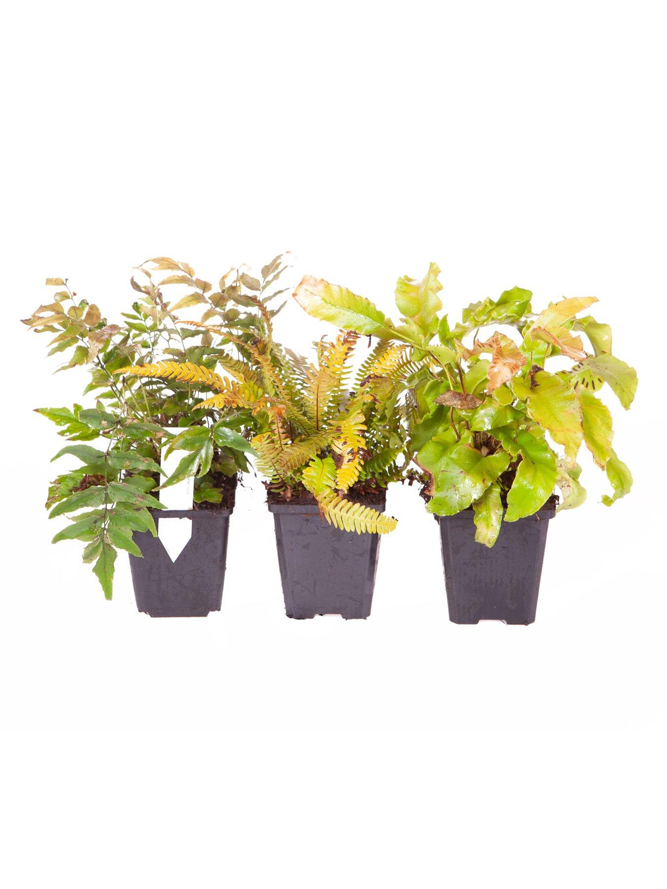 You Garden Evergreen Hardy Fern Collection 3 x 9cm Potted Plants ...