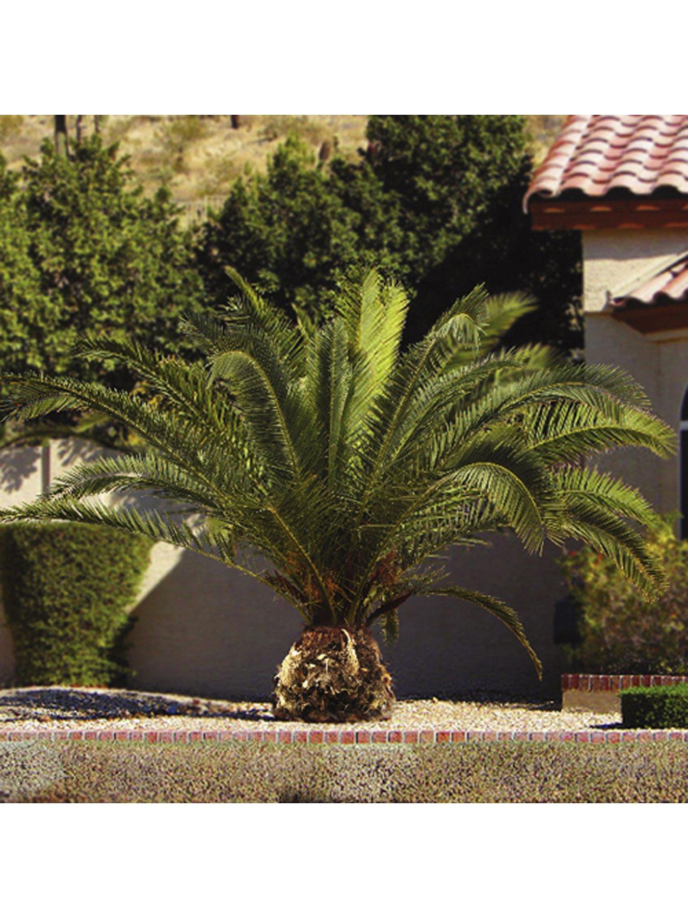 You Garden Pair of Phoenix Canariensis 60-80cm Tall | Littlewoods