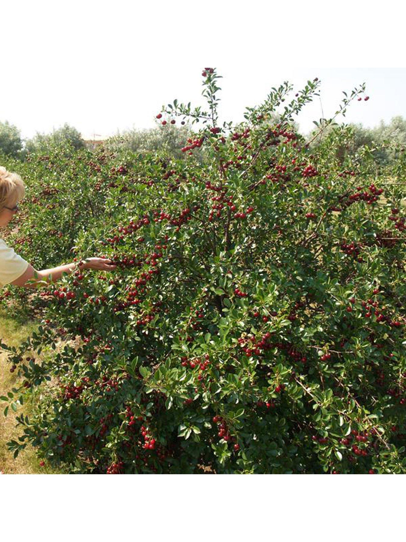 You Garden Compact Sweet Cherry Bush 'Porthos' 3L Potted Plant ...