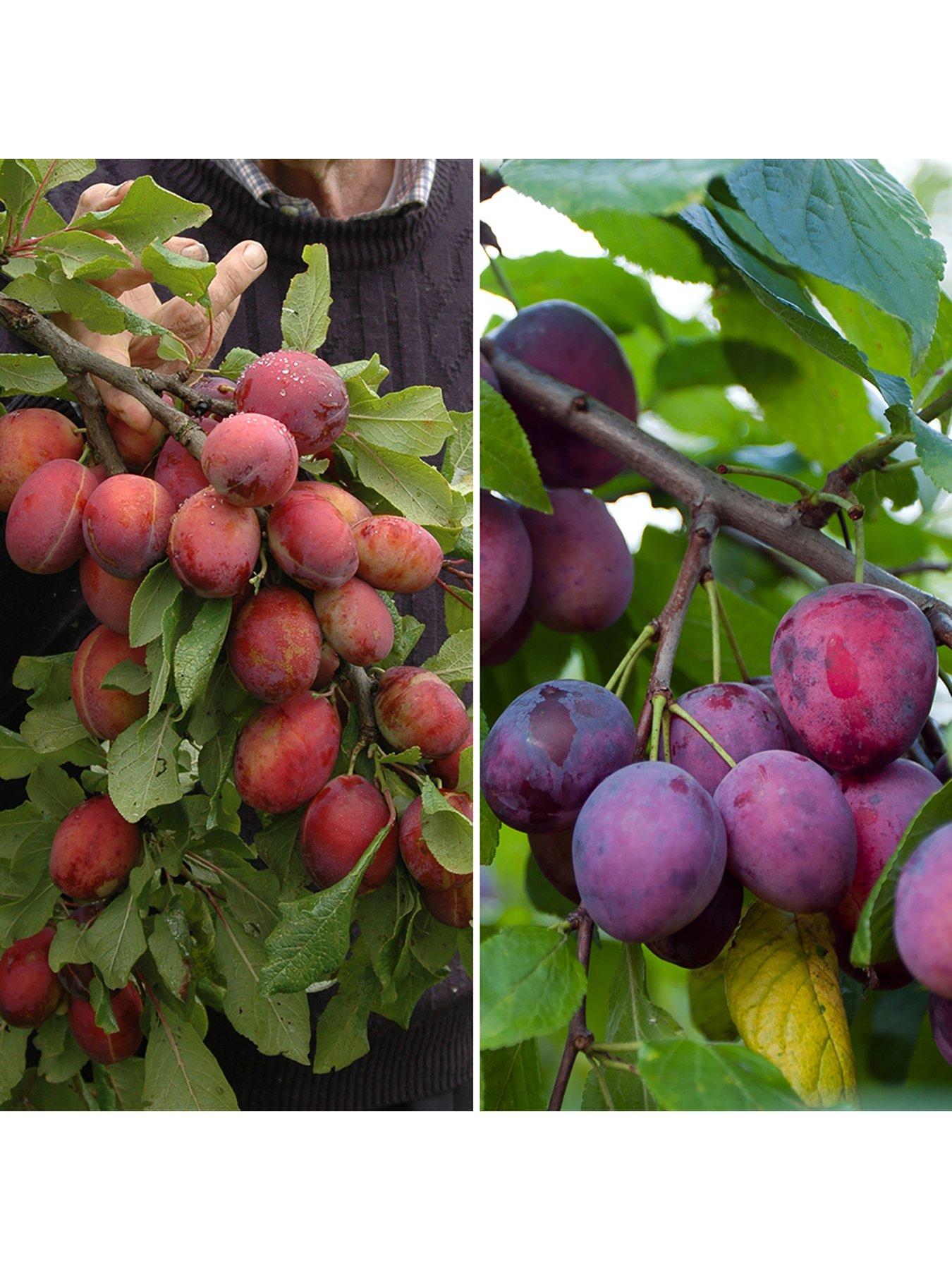 You Garden Duo Plum tree - 2 Varieties on 1 Tree - 1.4m | Littlewoods