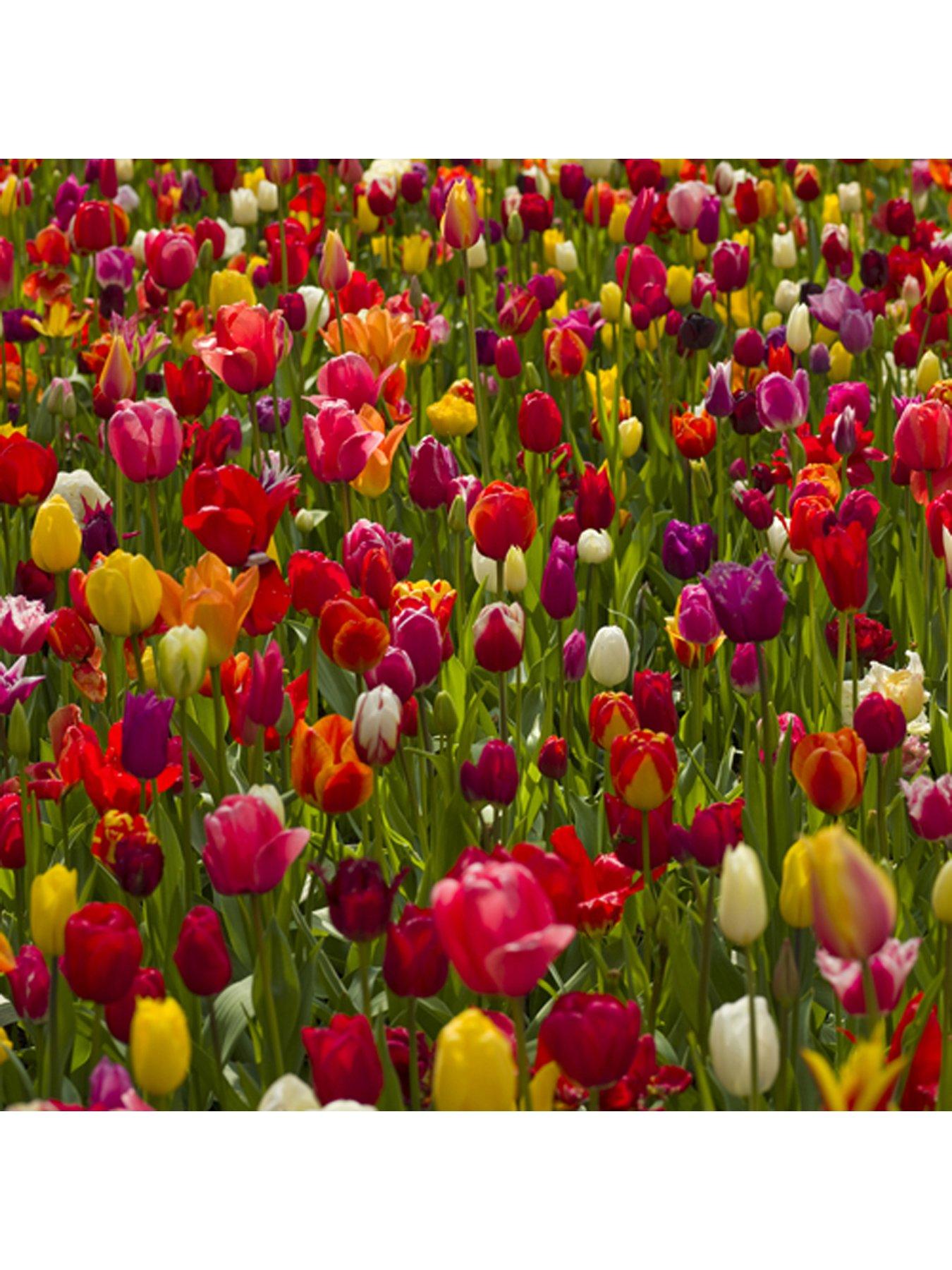 You Garden Dwarf Tulips x 50 bulbs mixed | littlewoods.com