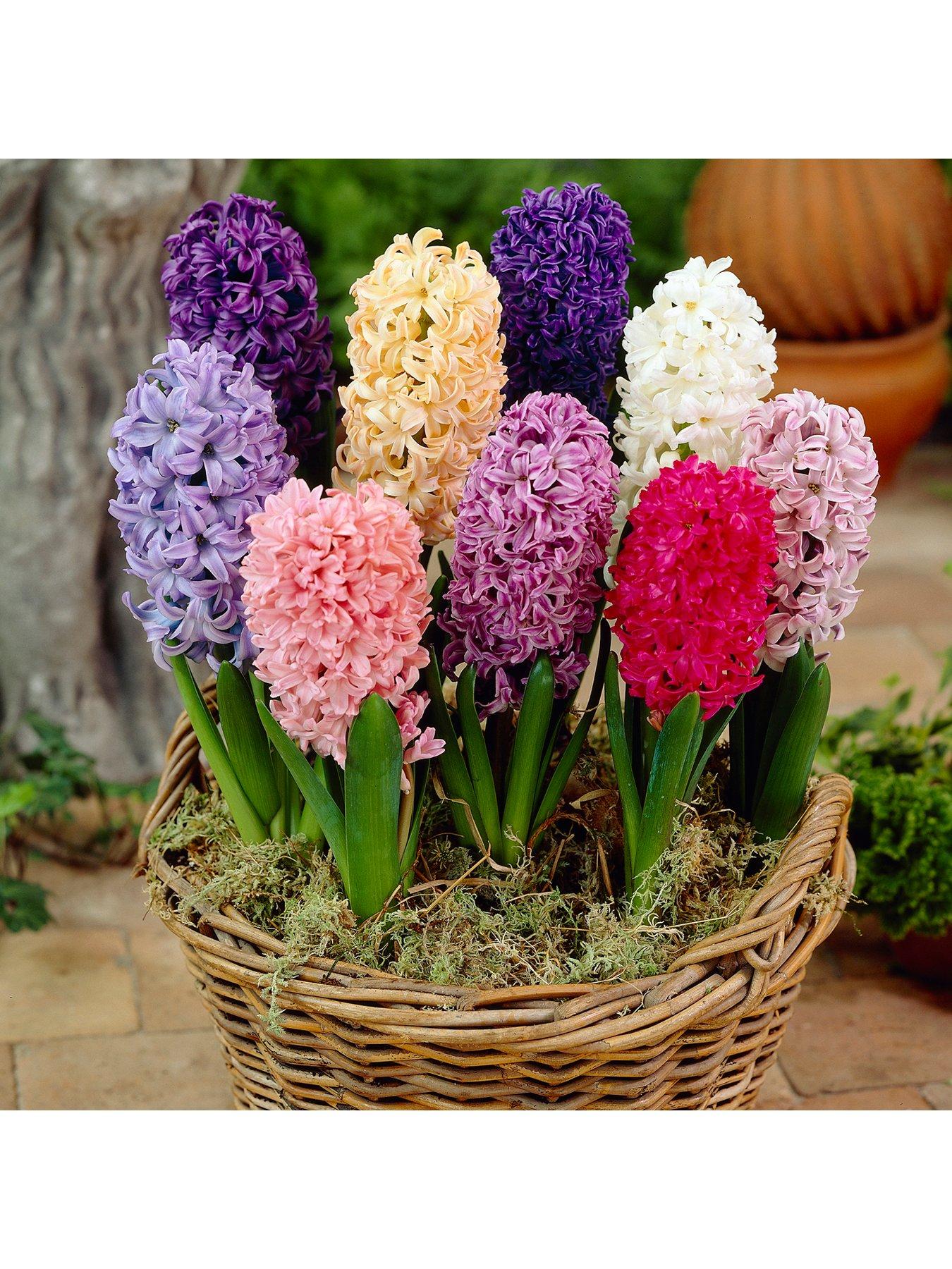 You Garden Mixed Garden Hyacinths x 12 bulbs | littlewoods.com