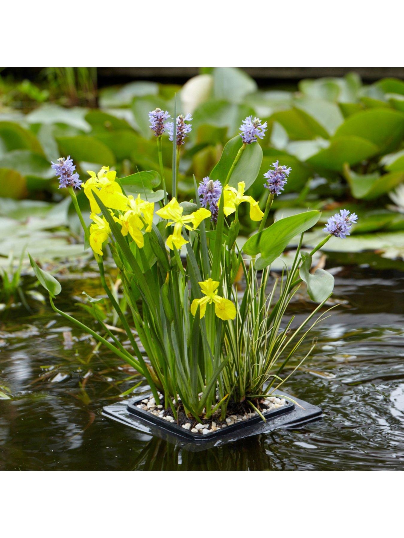 You Garden Complete Pond Floating Raft kit -plants, gravel & raft ...