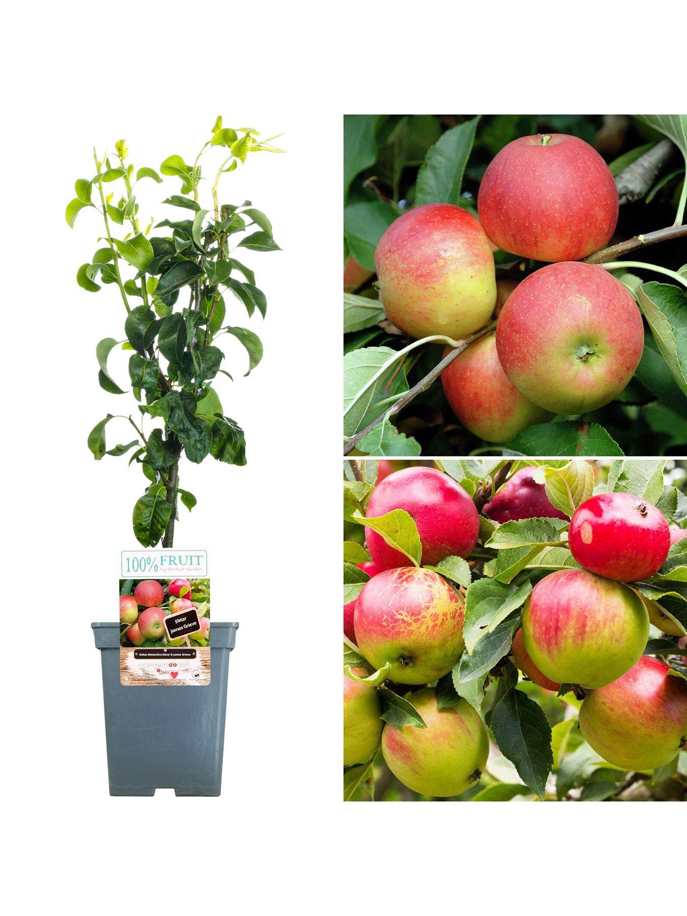 Duo Apple Patio tree | littlewoods.com