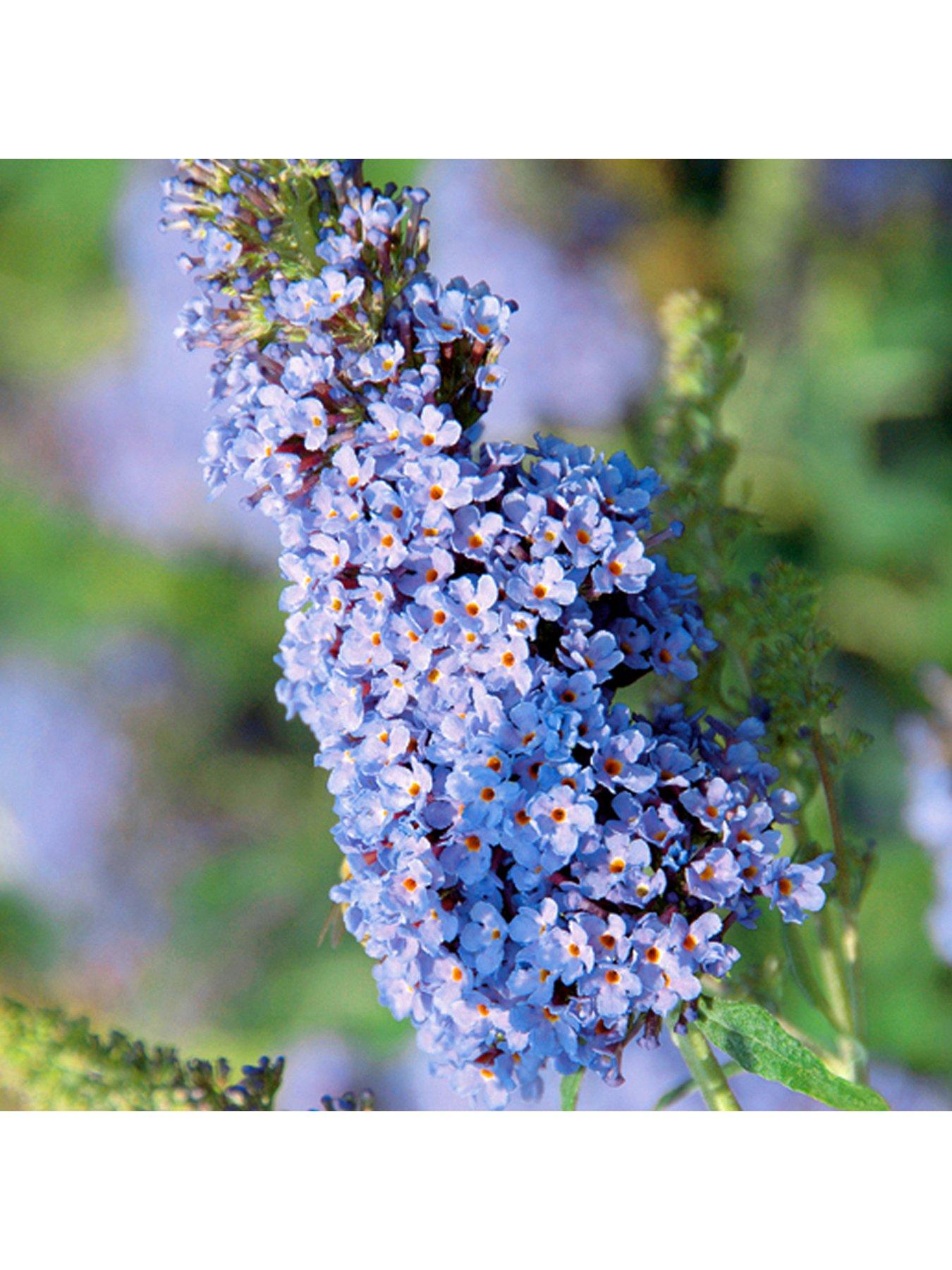 Buddleja Davidii Buzz Sky Blue | littlewoods.com