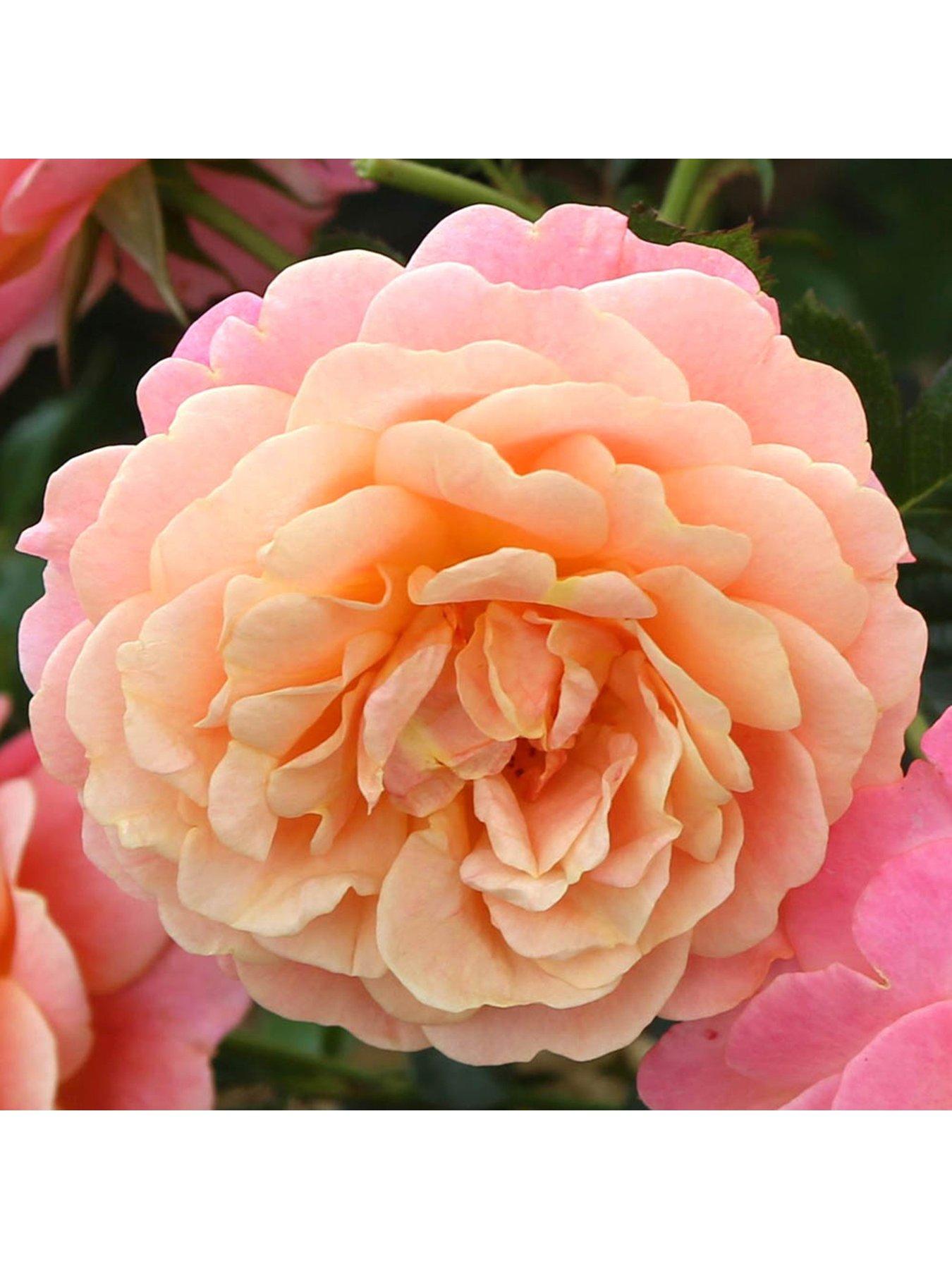 'Peach Melba' Climbing 3L Potted Rose Plant | littlewoods.com