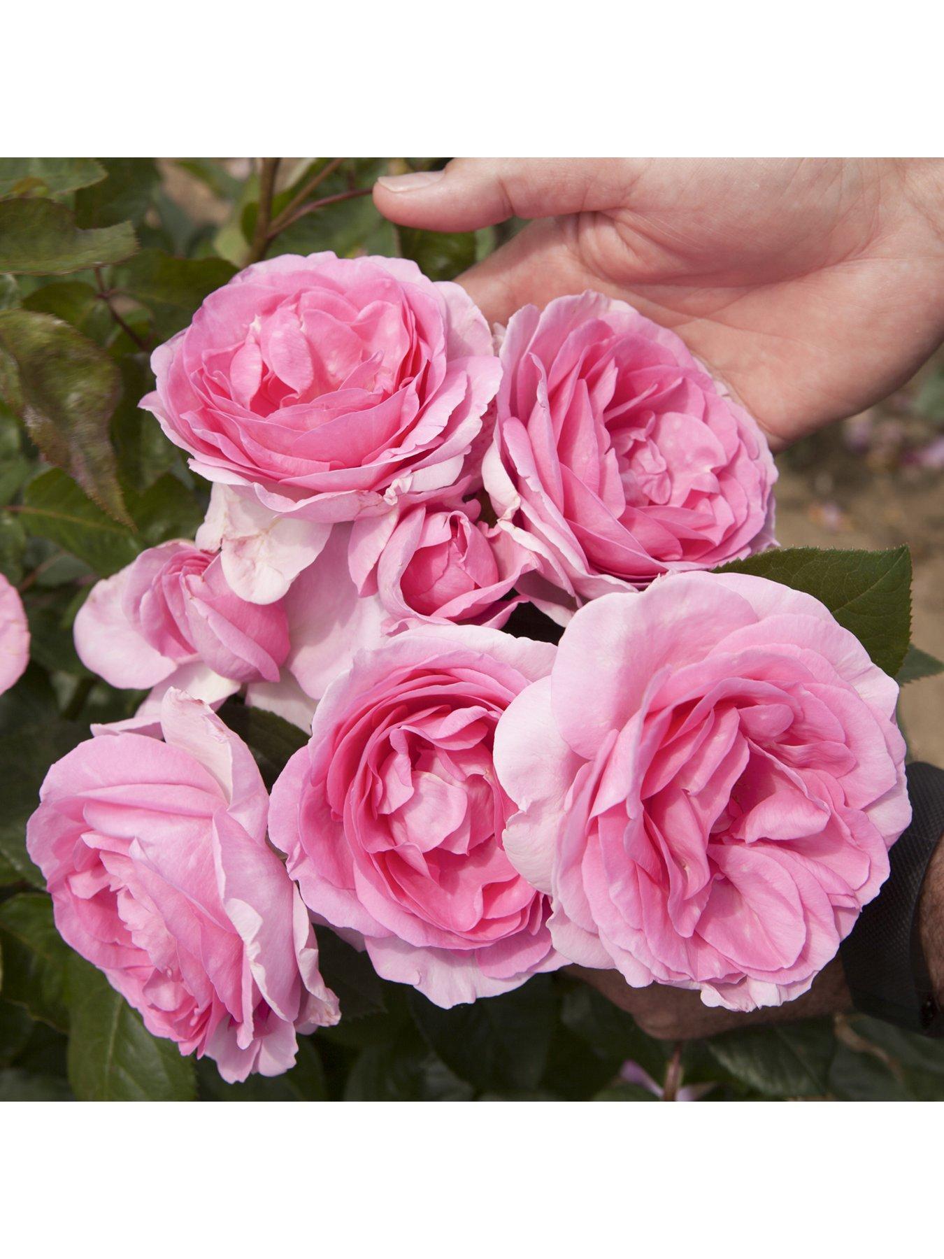 You Garden Rose 'Mum in a Million' 3L Potted | littlewoods.com