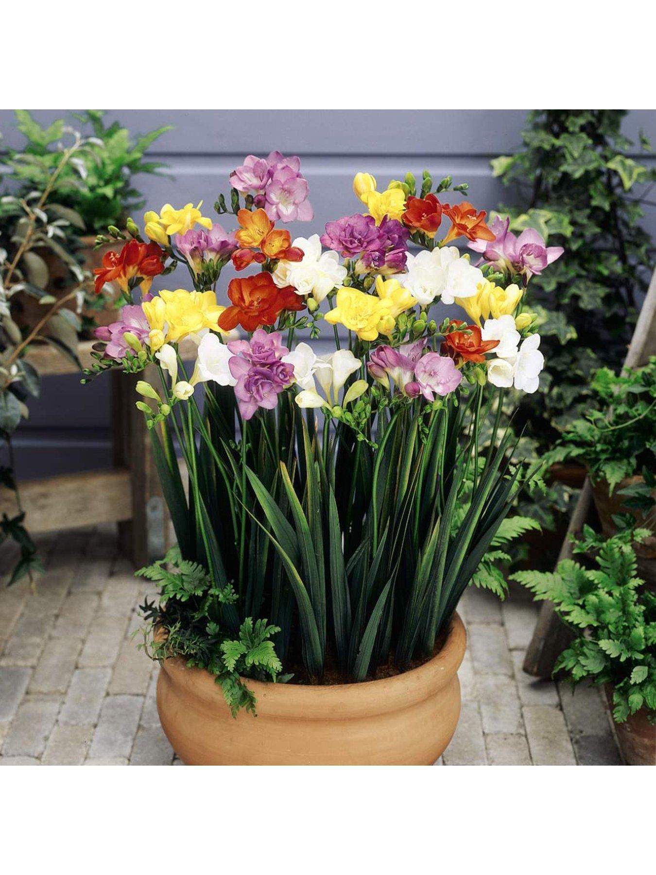 Double Freesias Mixed x 50 corms | littlewoods.com