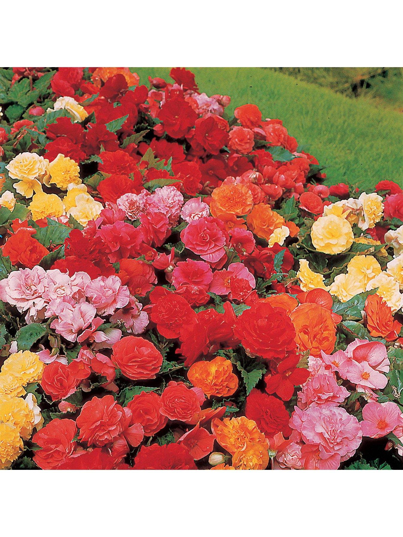 You Garden Belgian Upright Giant Begonias x 10 Tubers | Littlewoods