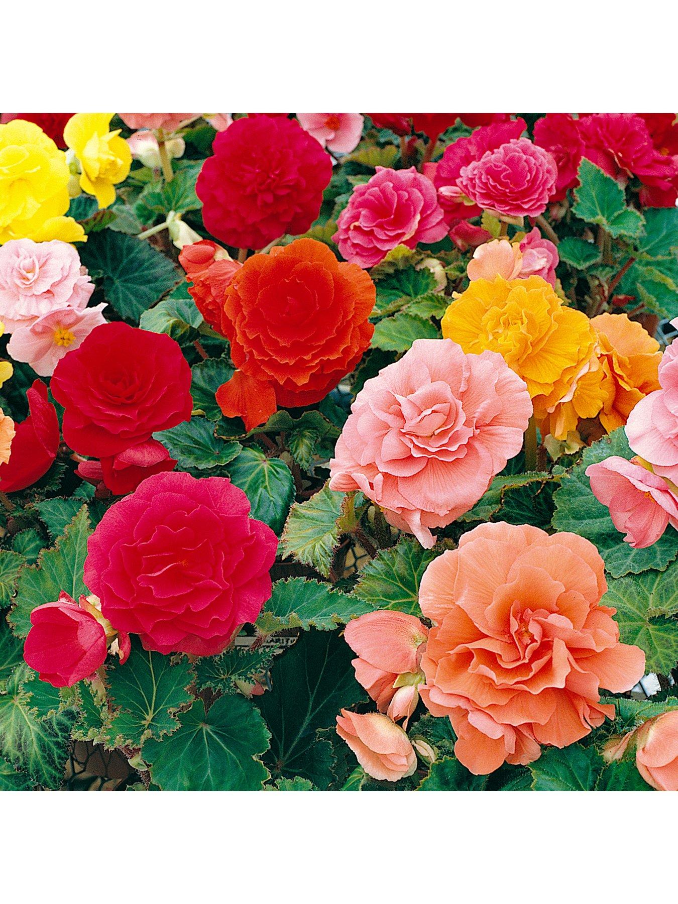 You Garden Belgian Upright Giant Begonias x 10 Tubers | Littlewoods