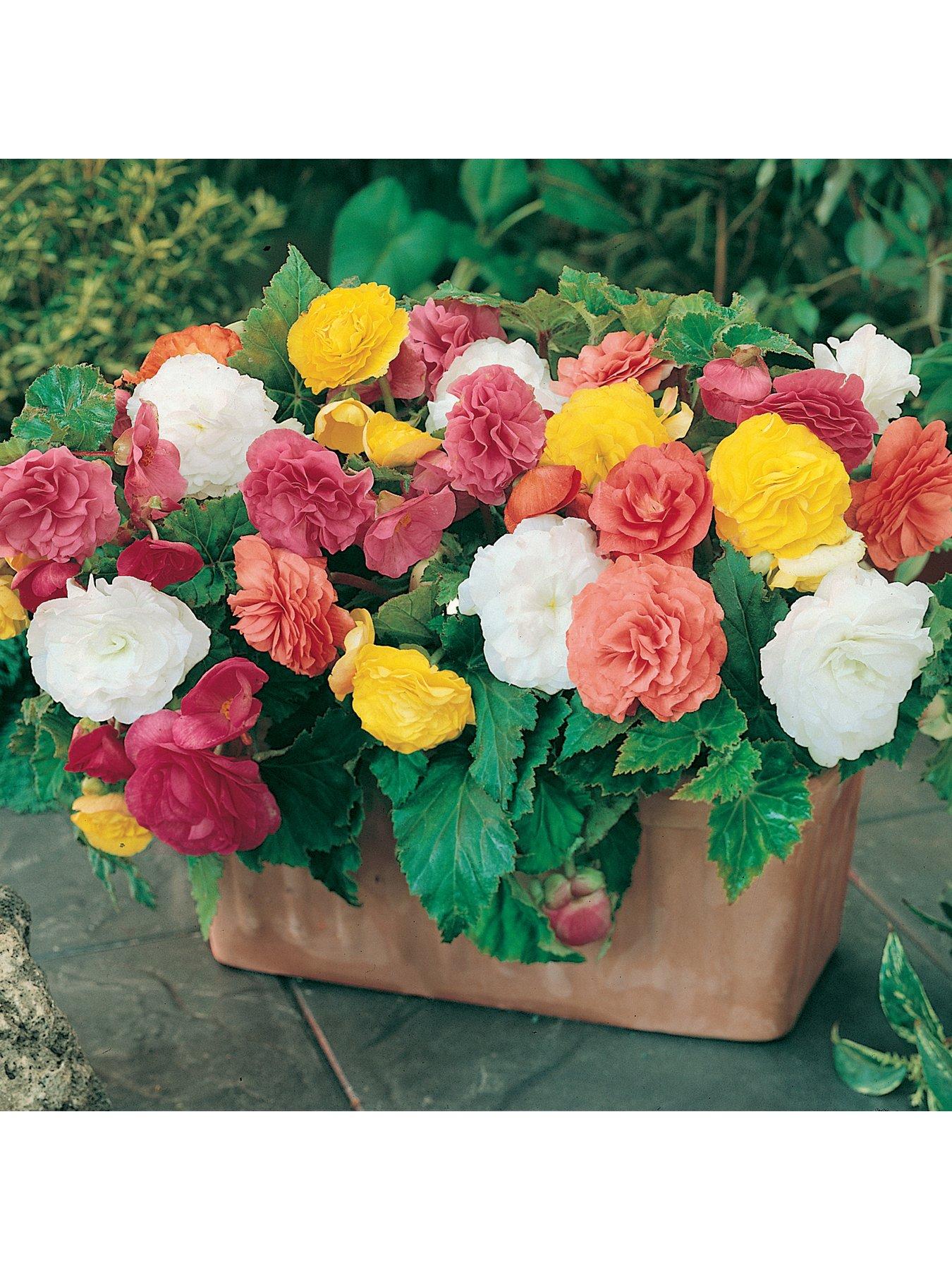 You Garden Belgian Upright Giant Begonias x 10 Tubers | Littlewoods