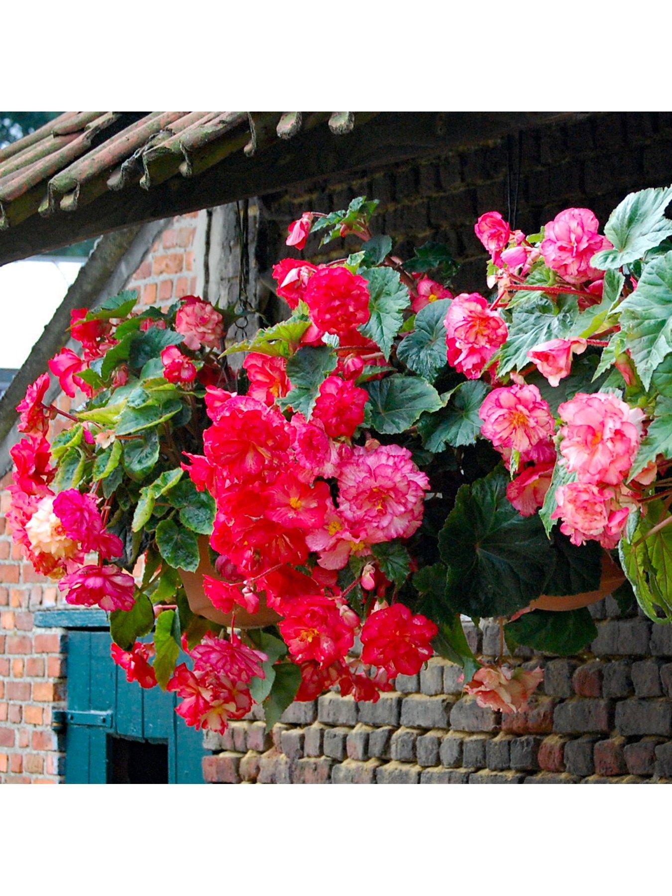 You Garden Belgian Trailing Giant Begonias x 10 tubers | Littlewoods