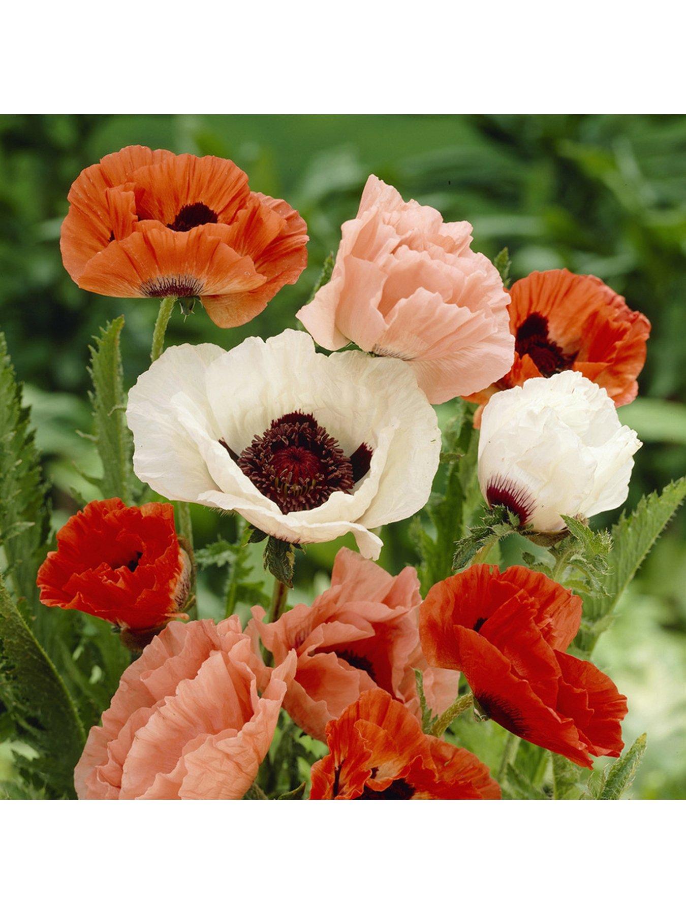 You Garden Oriental Poppy Collection (5 Bare Root Plants) | littlewoods.com