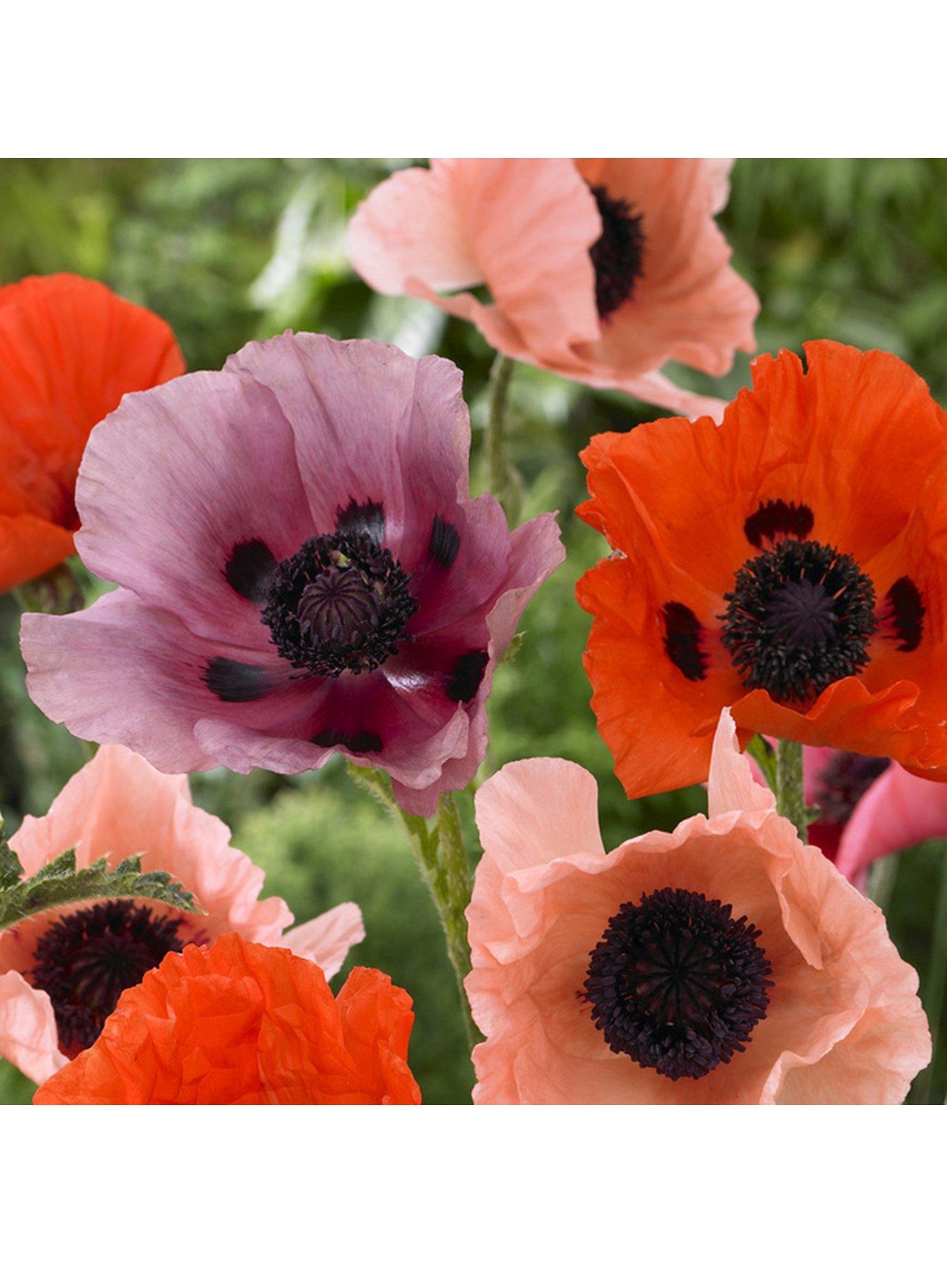 You Garden Oriental Poppy Collection (5 Bare Root Plants) | littlewoods.com