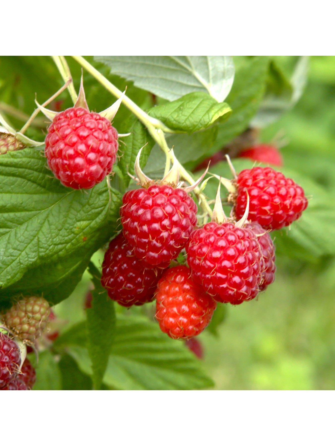 You Garden Raspberry Sweet Sunshine - 3 x 9cm Pots | littlewoods.com