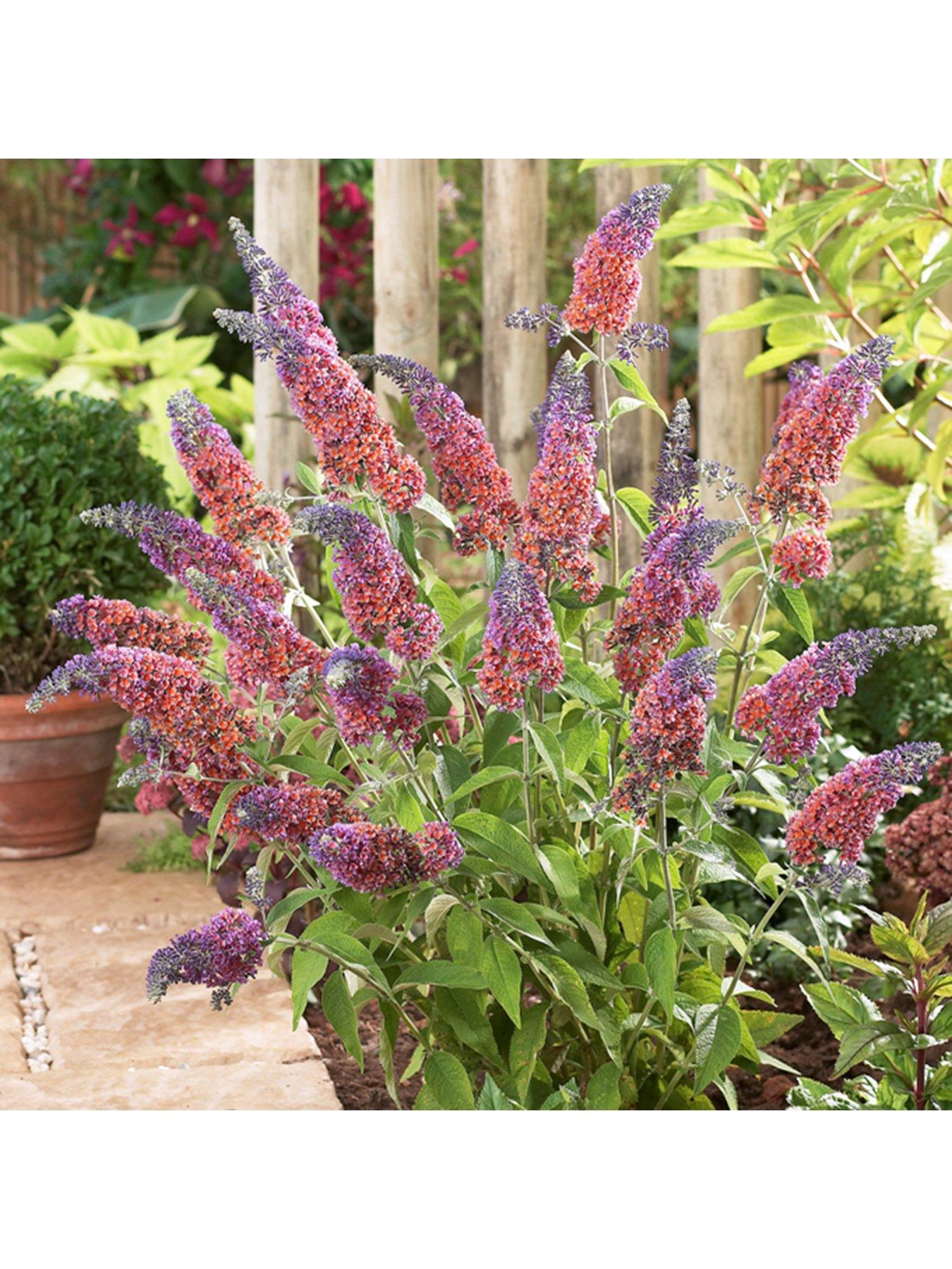 You Garden Buddleia 'Flower Power' - 2L Pot | littlewoods.com