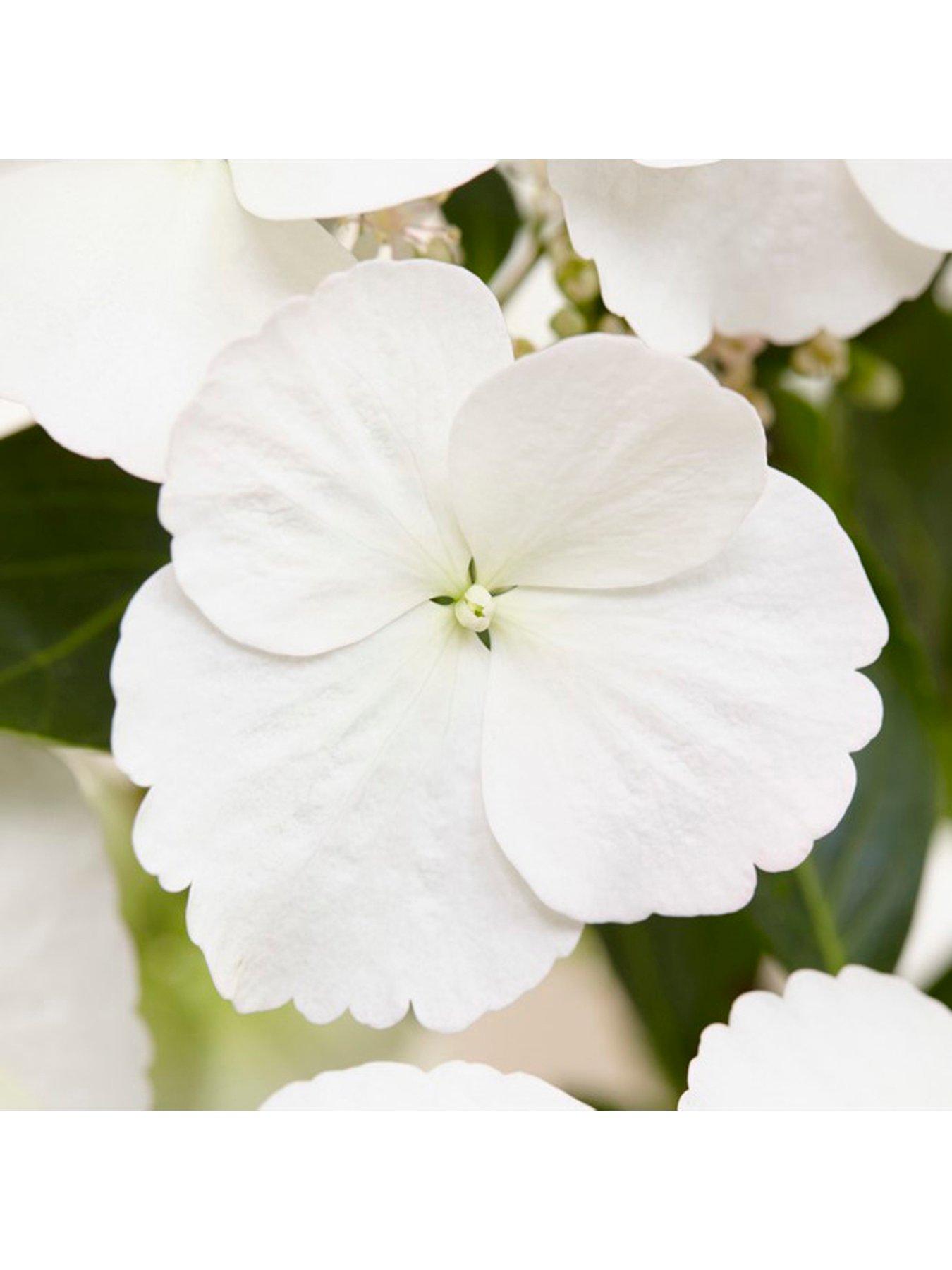 You Garden Hydrangea 'Runaway Bride' - 14cm Pot | Littlewoods