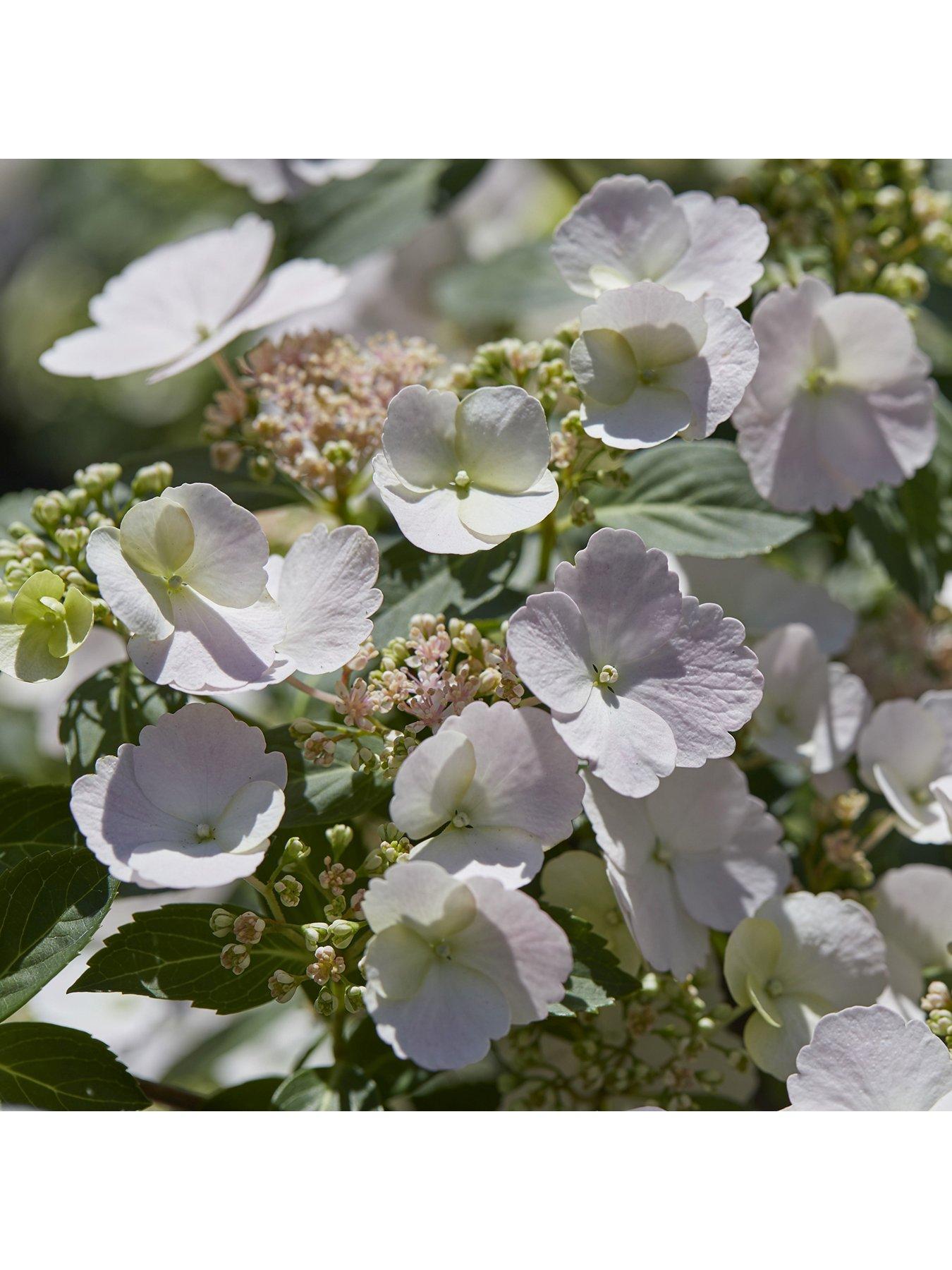 You Garden Hydrangea 'Runaway Bride' - 14cm Pot | Littlewoods
