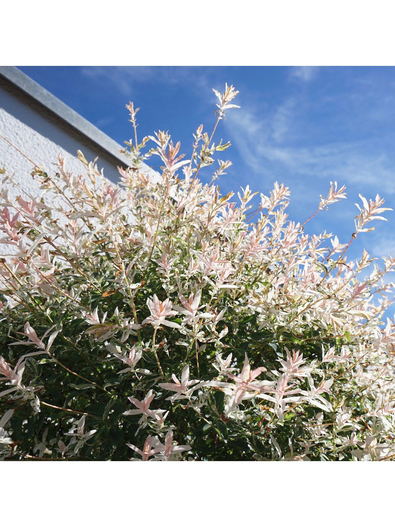You Garden Salix Flamingo Bush - 3L Pot | Littlewoods