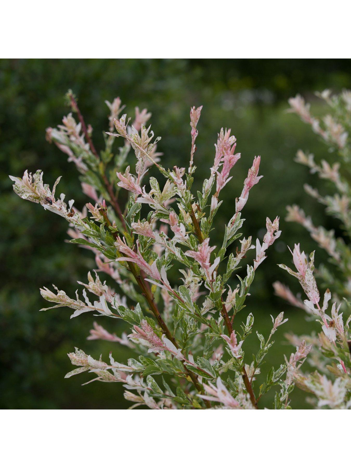 You Garden Salix Flamingo Bush - 3L Pot | Littlewoods