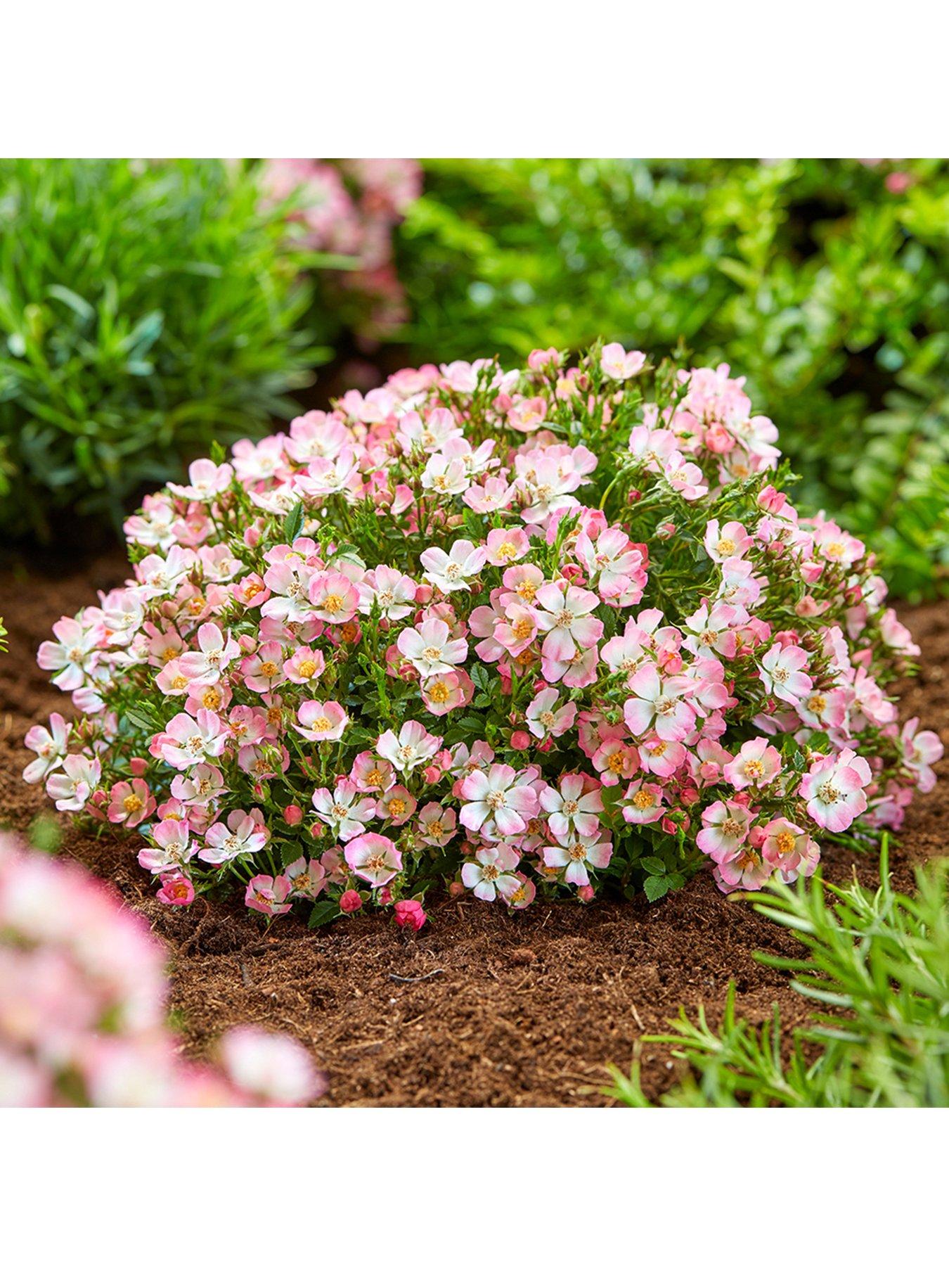 You Garden Rose Cutie Pie - 3 x 9cm Pot | Littlewoods