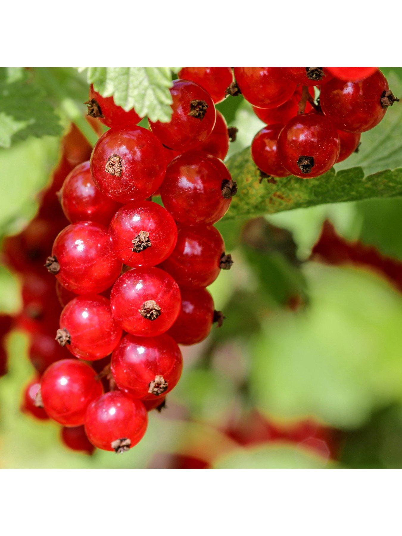 You Garden Redcurrant Jonkheer Van Tets - 2L Pot | Littlewoods