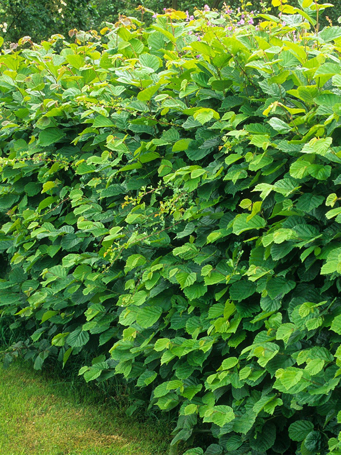 You Garden Hedging - Hazel (Corylus avellana) - 25 bare roots (approx ...