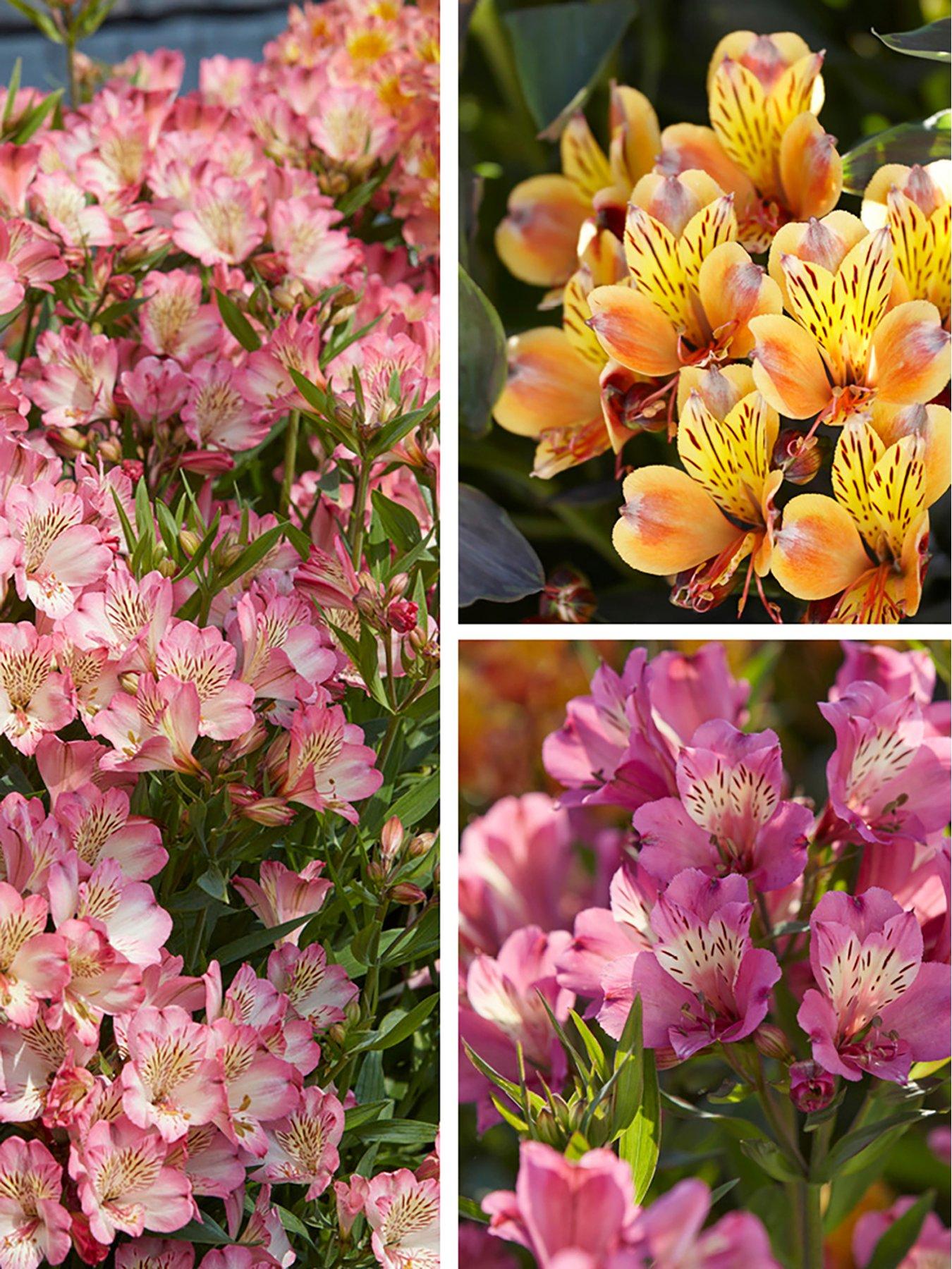Alstroemeria Summer Collection (3 Jumbo Plugs) | littlewoods.com