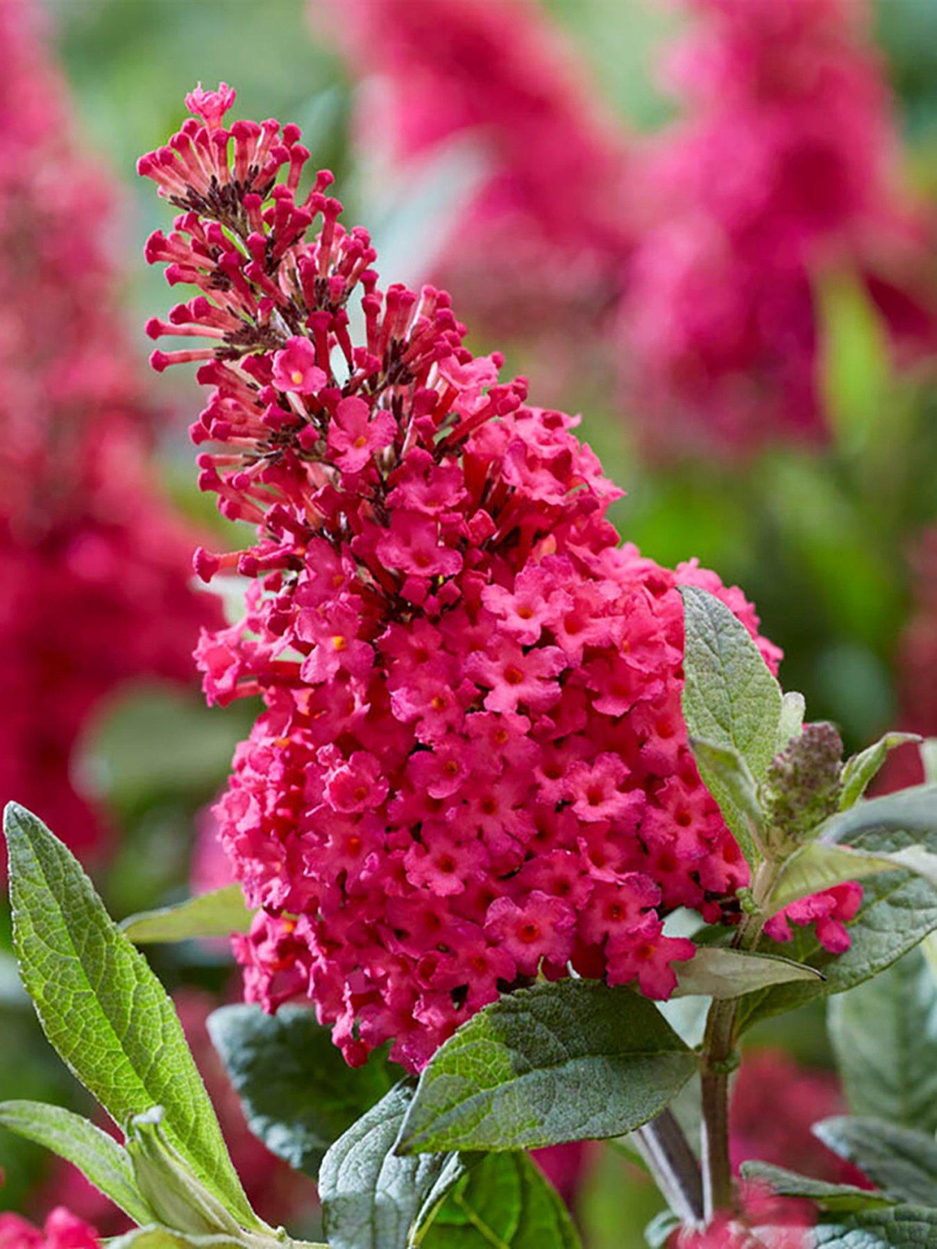 You Garden Buddleia 'Butterfly Candy Little Ruby' 9cm Pot | Littlewoods