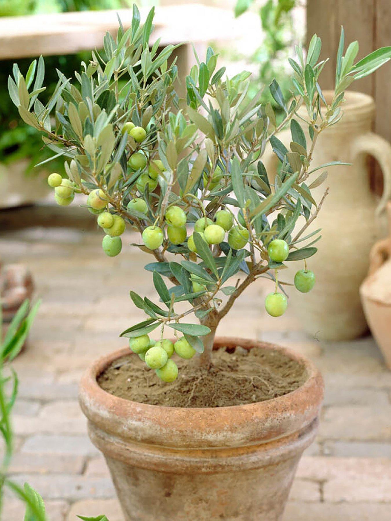 You Garden Mini Olive Tree (15cm Pot) | Littlewoods