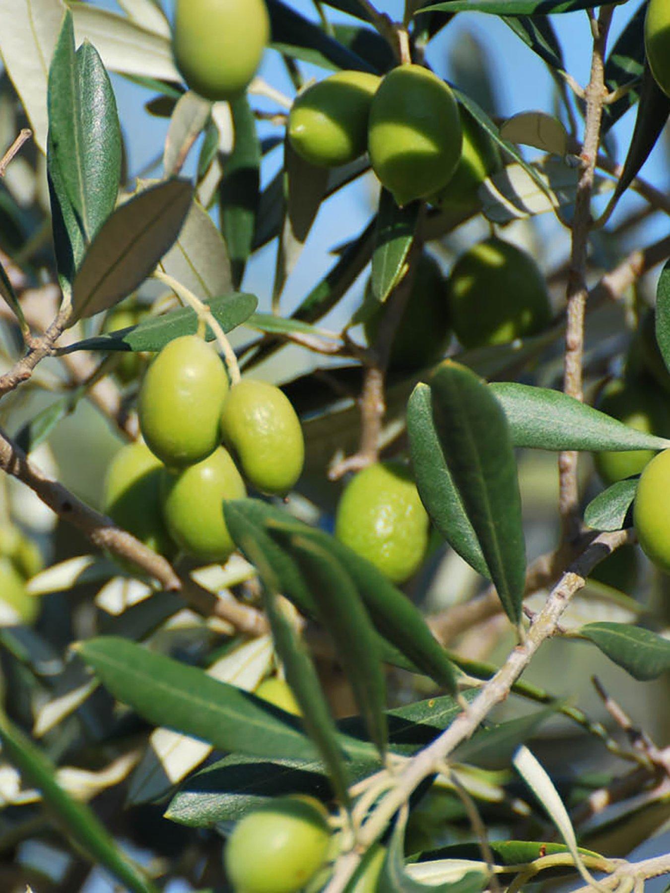 You Garden Mini Olive Tree (15cm Pot) | Littlewoods
