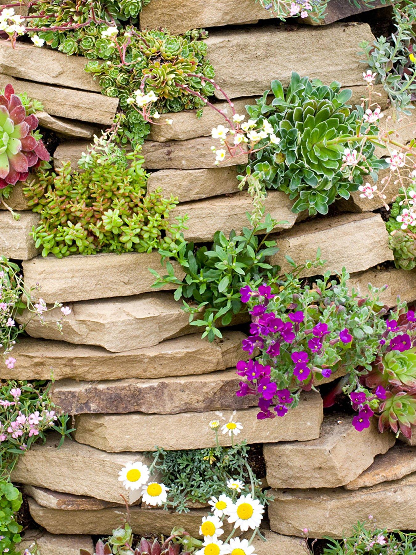 You Garden Alpine Collection (6 x 9cm Pots) | littlewoods.com