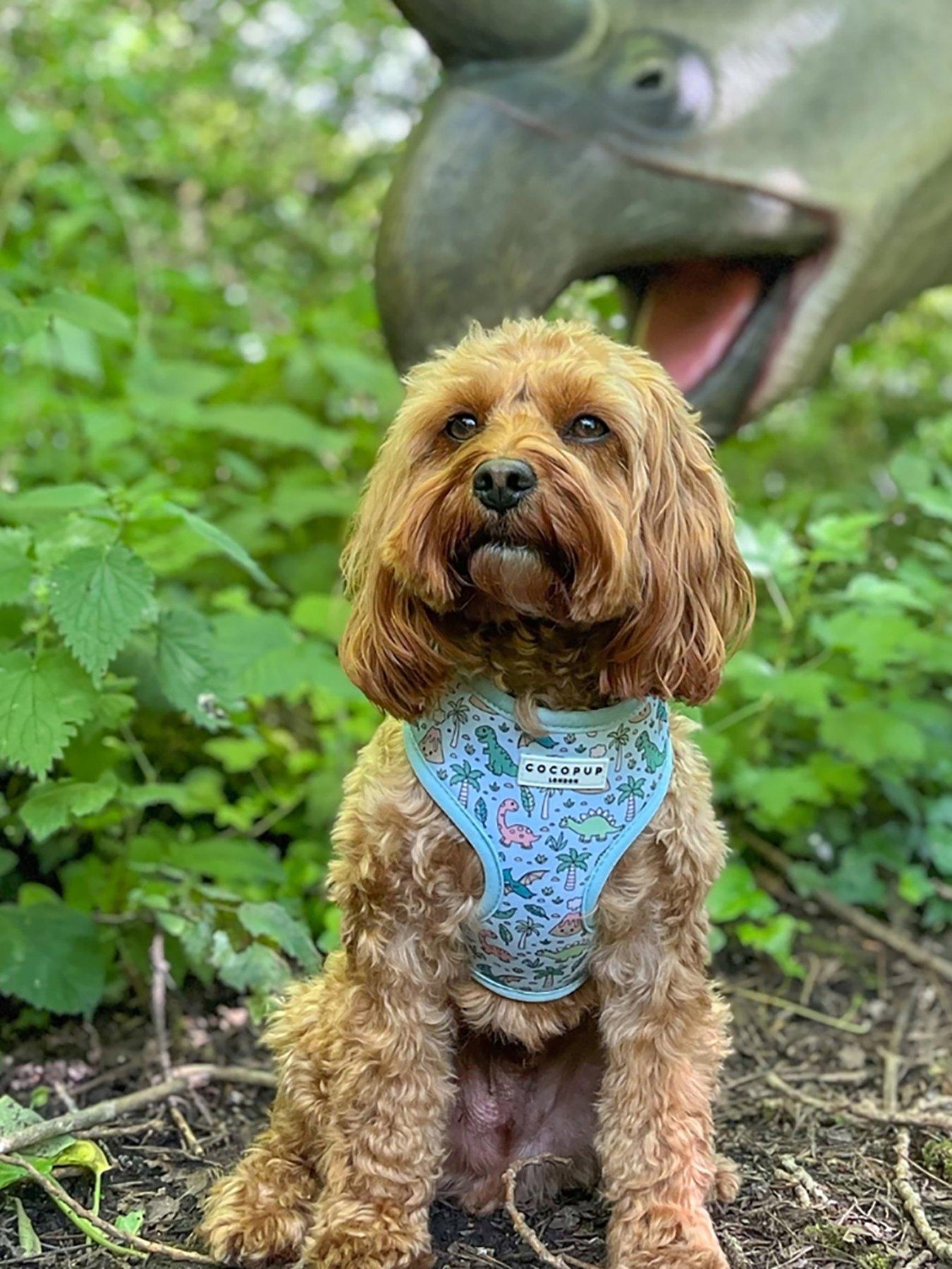 Cocopup Dinopaws Harness | Littlewoods